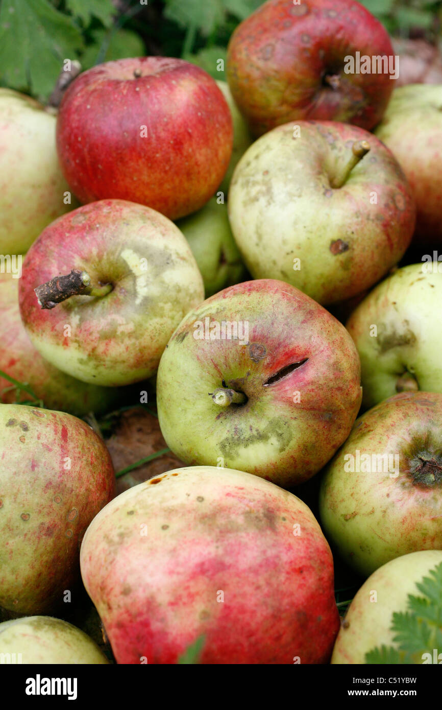 Fallen apples. UK Stock Photo - Alamy