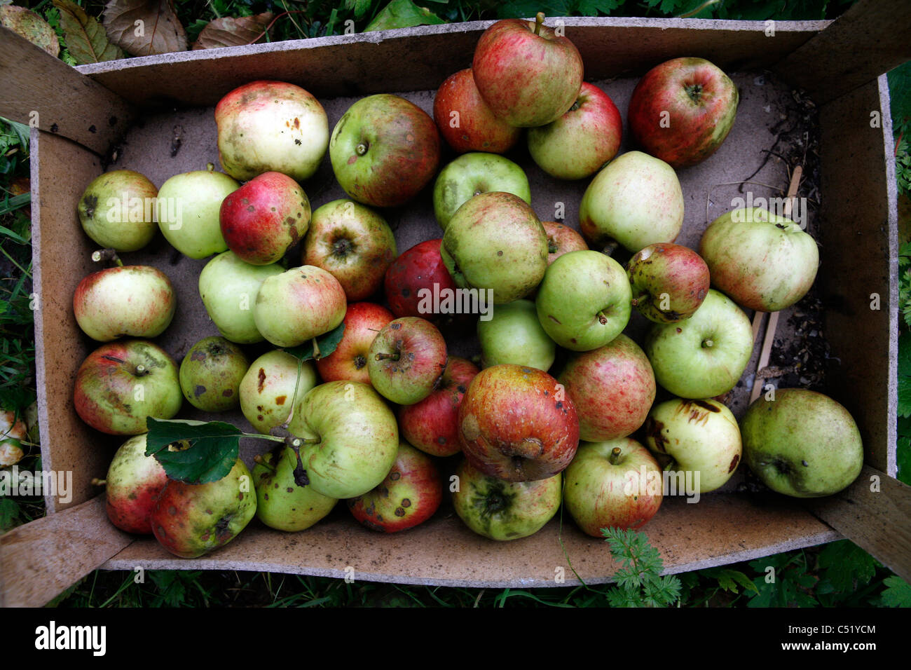 Fallen apples. UK Stock Photo - Alamy