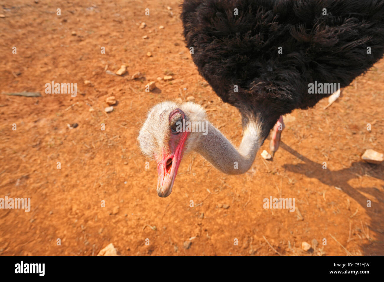 Ostrich bird hi-res stock photography and images - Alamy