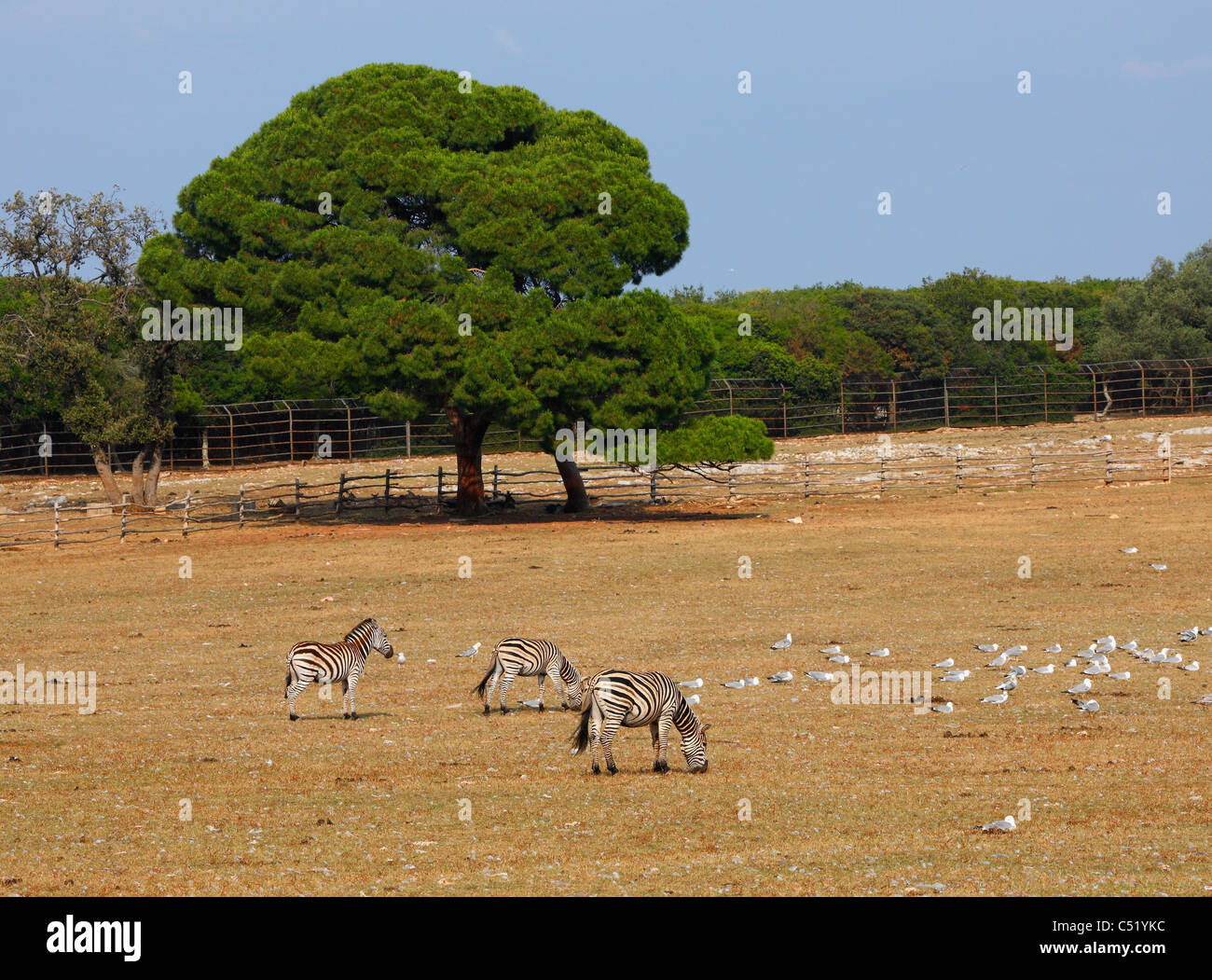 Brijuni High Resolution Stock Photography and Images - Alamy