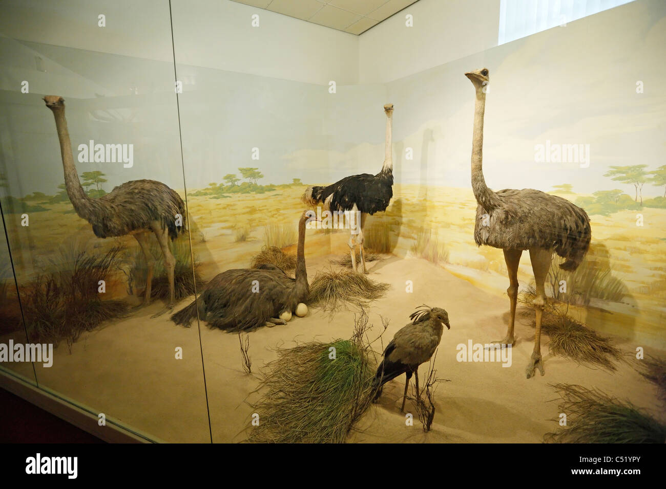 Birds of istria hi-res stock photography and images - Alamy