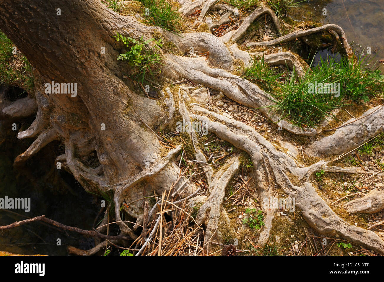 Giant root of tree hi-res stock photography and images - Alamy