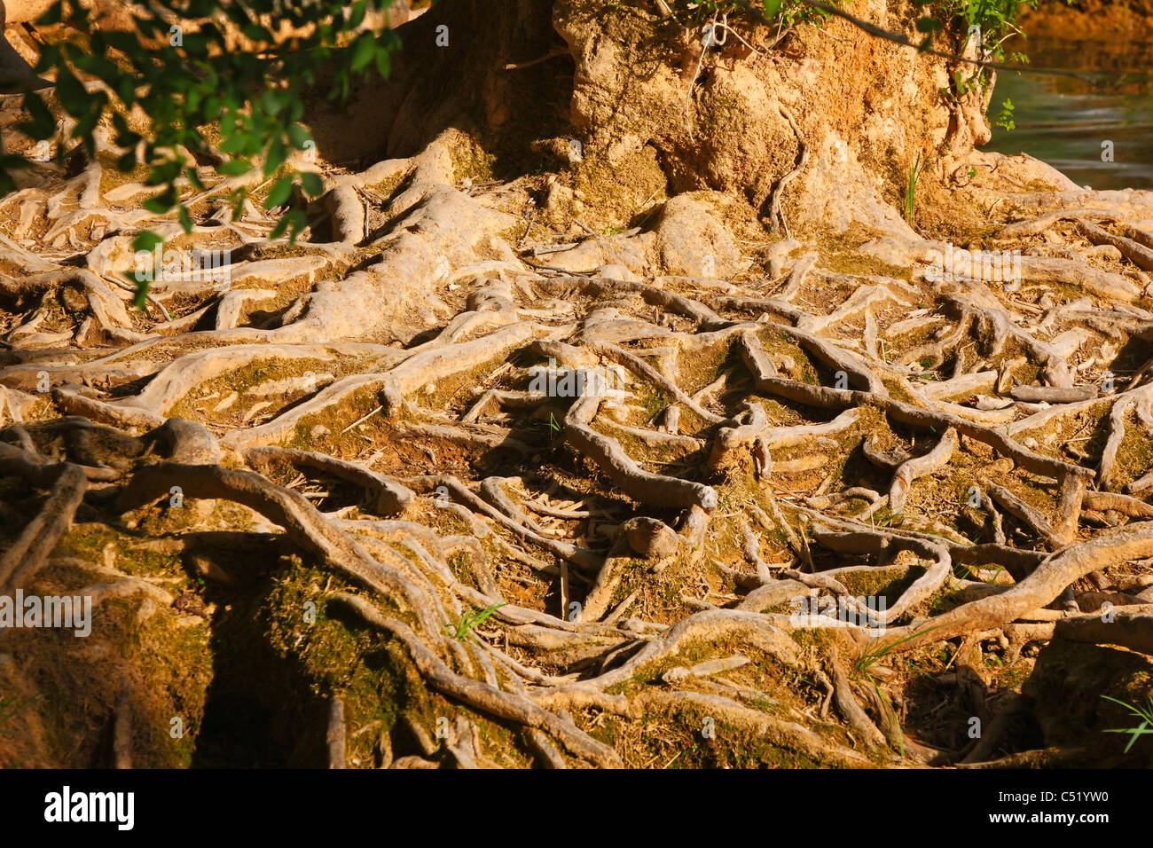 Root roots hi-res stock photography and images - Alamy