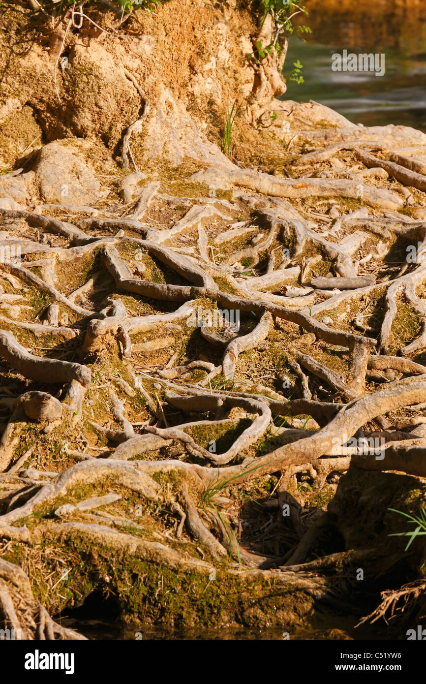 Root roots hi-res stock photography and images - Alamy