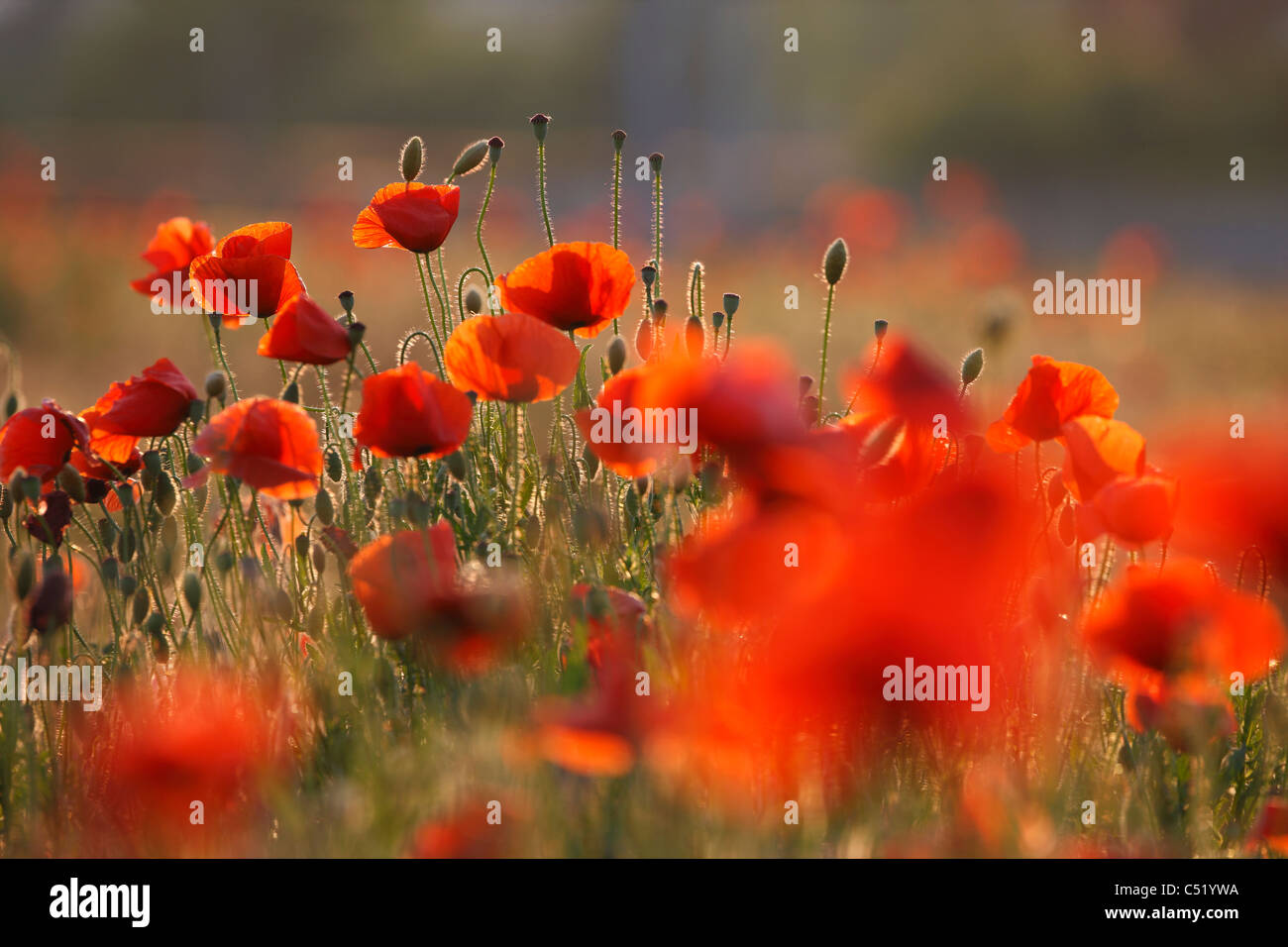 Cultivate poppy hi-res stock photography and images - Alamy