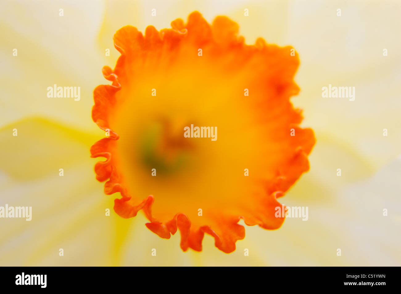 Open daffodil hi-res stock photography and images - Alamy