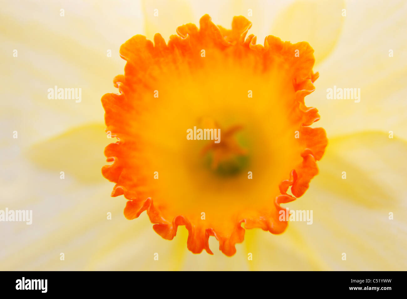 Open daffodil hi-res stock photography and images - Alamy
