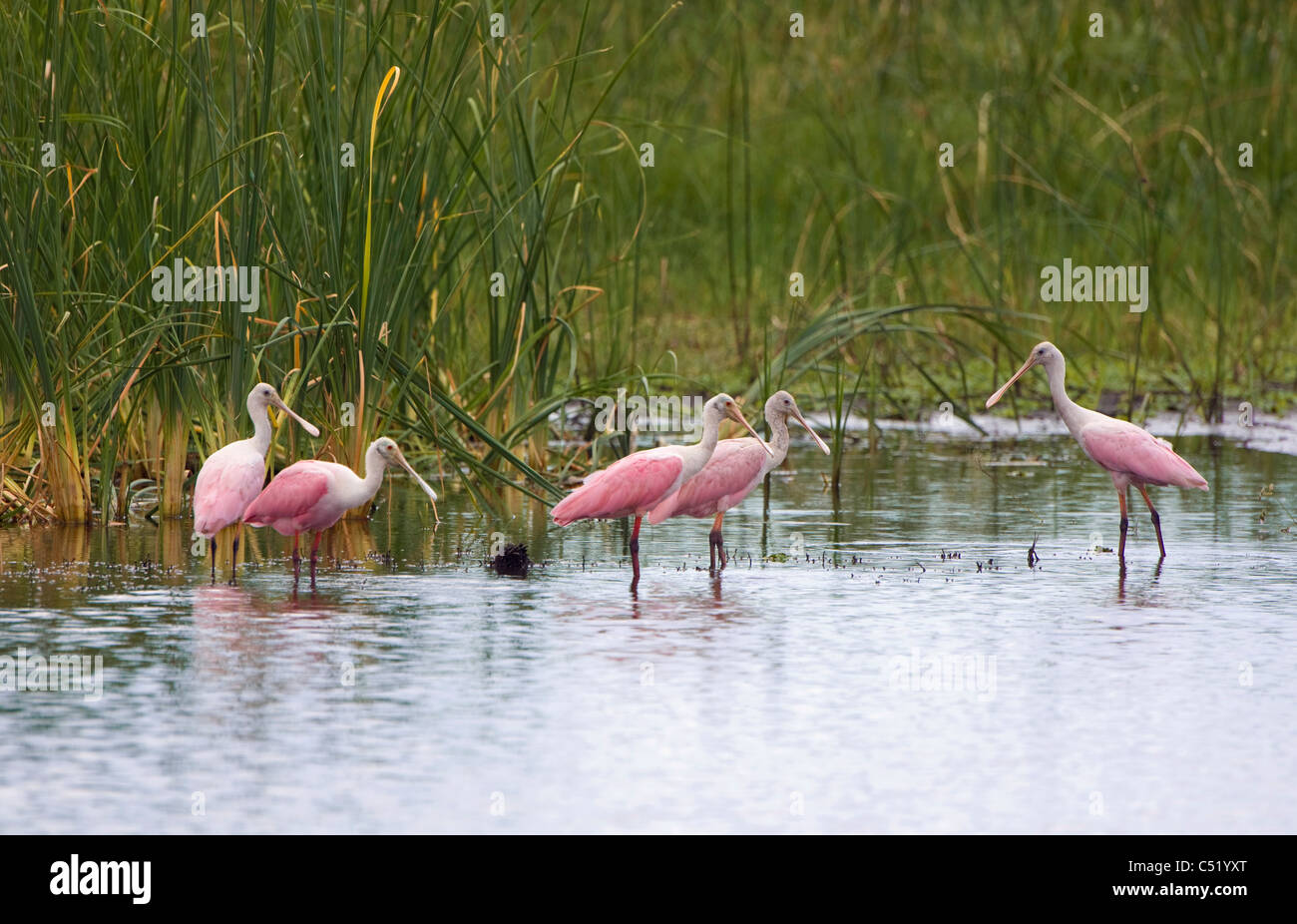 Spoonbill birds hi-res stock photography and images - Alamy