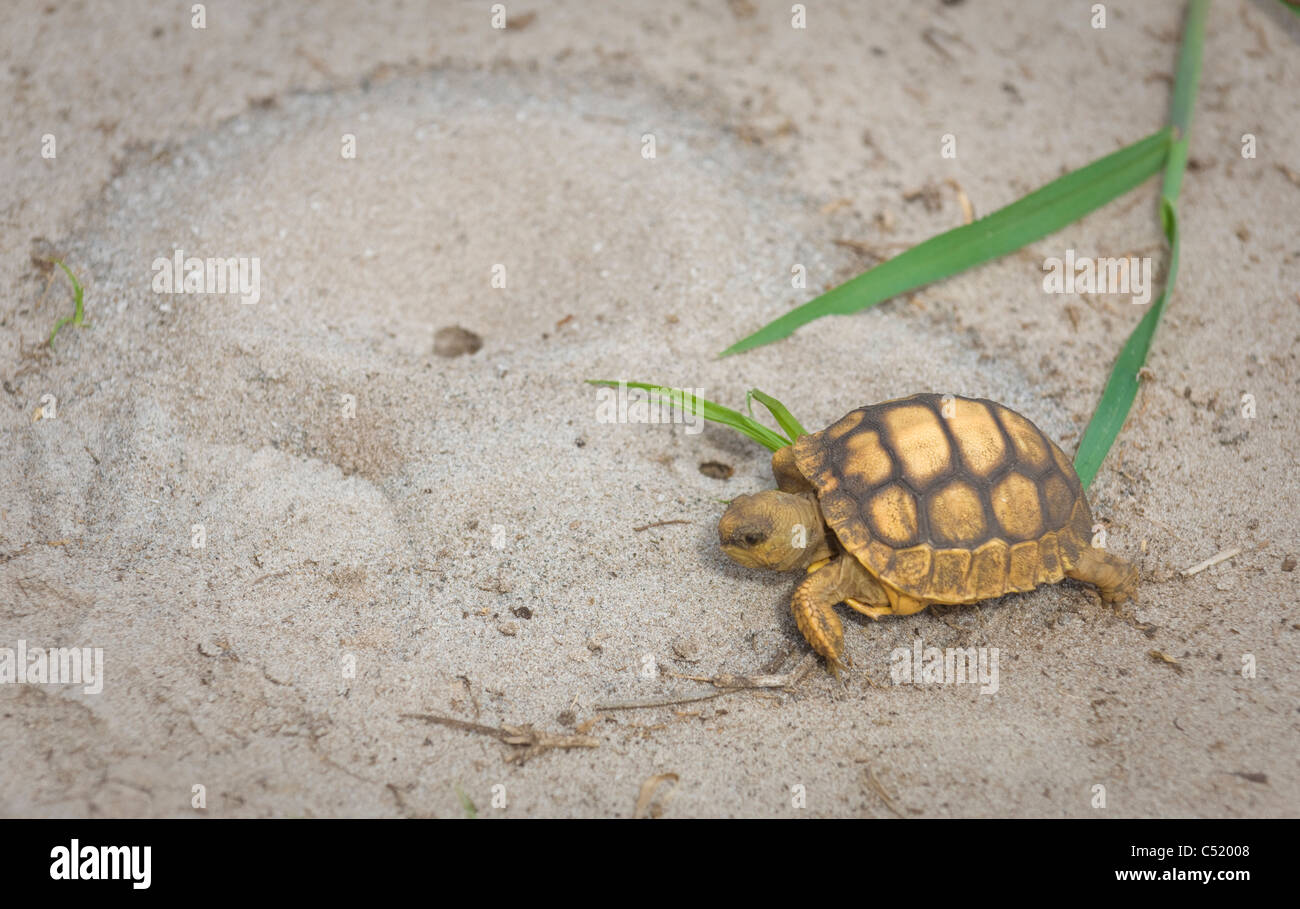 immature gopher tortoise Stock Photo - Alamy