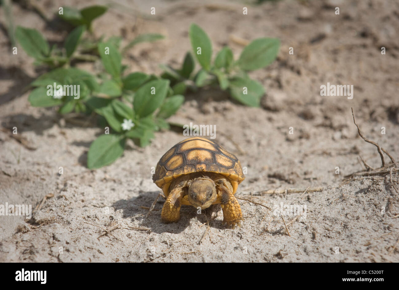 Baby Gopher Tortoise Stock Photos & Baby Gopher Tortoise Stock Images ...