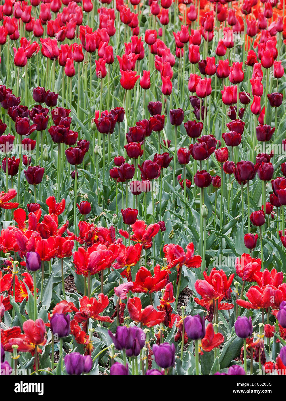 Brooklyn botanical gardens hi-res stock photography and images - Alamy