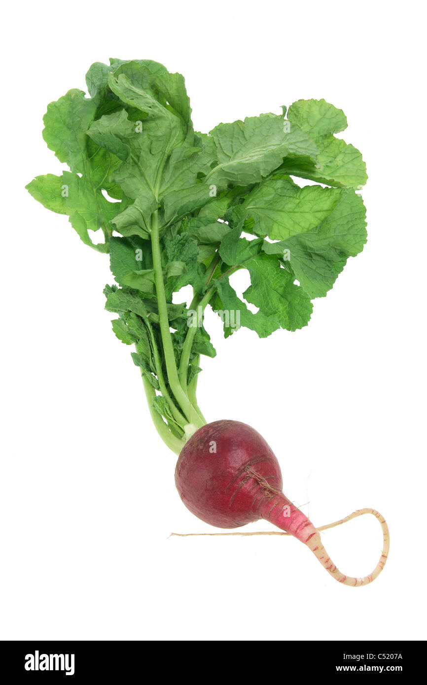 Cut radish leaves hi-res stock photography and images - Alamy