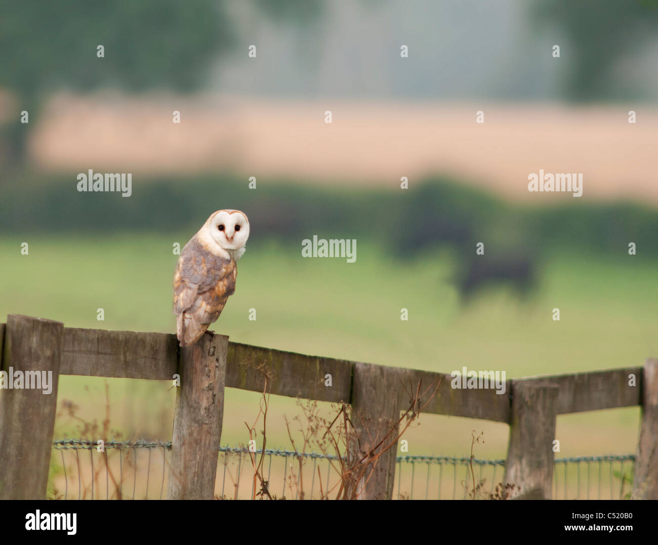 Owl Fence High Resolution Stock Photography and Images - Alamy