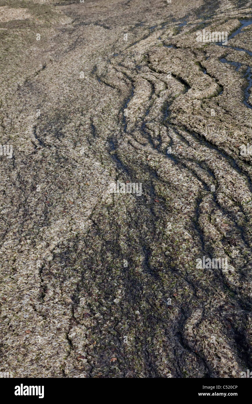 Polluted sand by the sea Stock Photo - Alamy