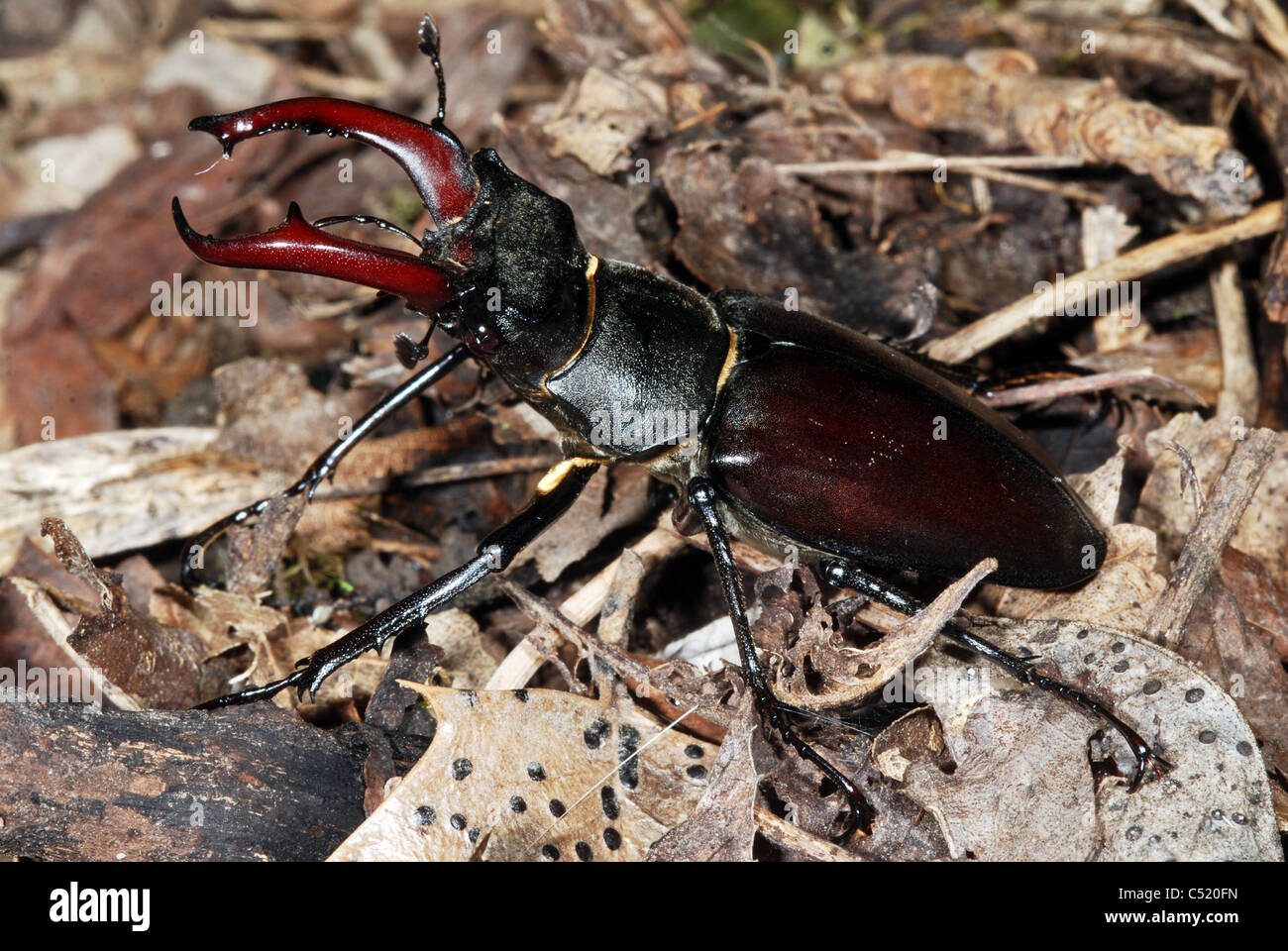 Stag beetle uk hi-res stock photography and images - Alamy