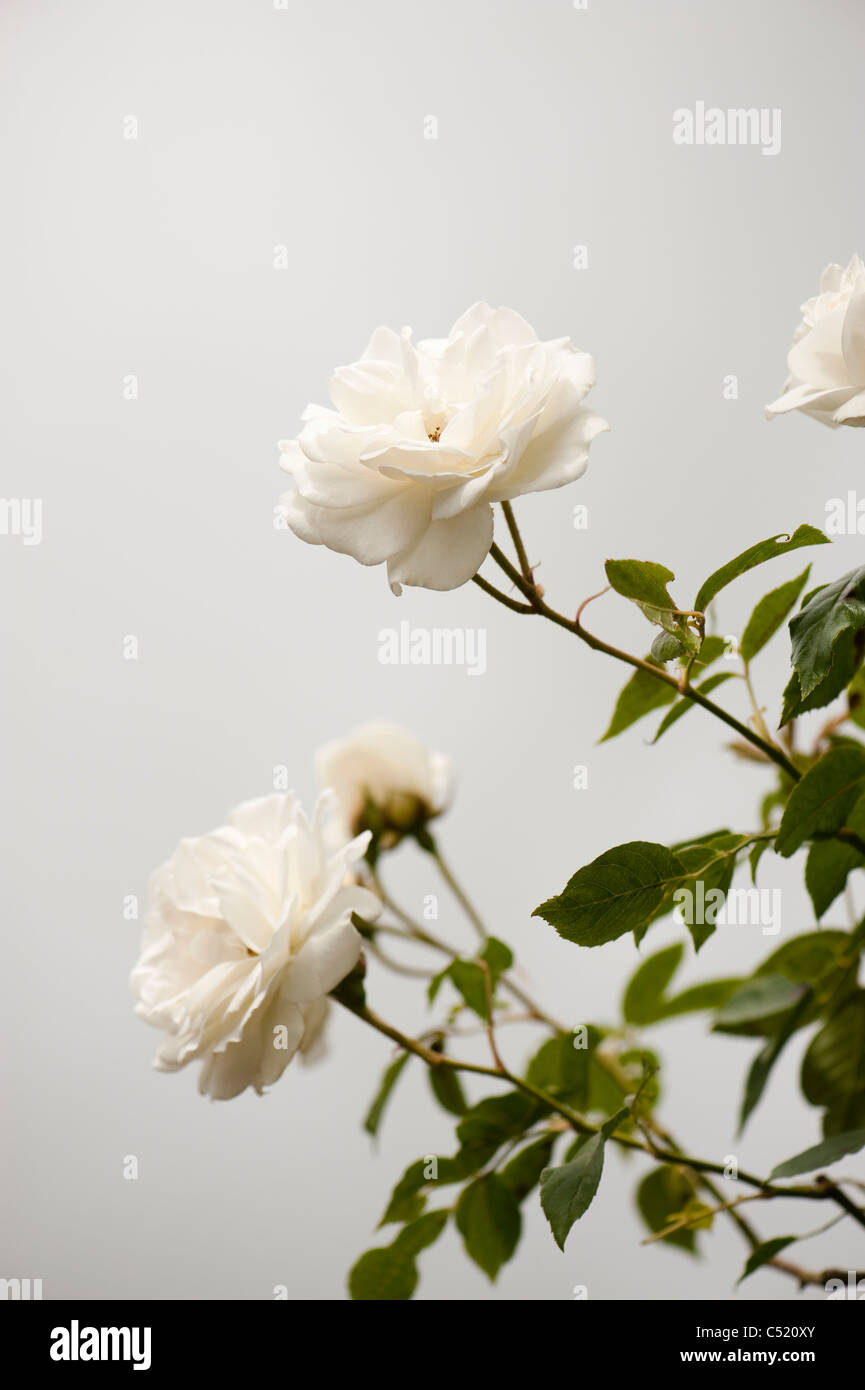 Rosa ‘Climbing Iceberg’ in bloom Stock Photo - Alamy