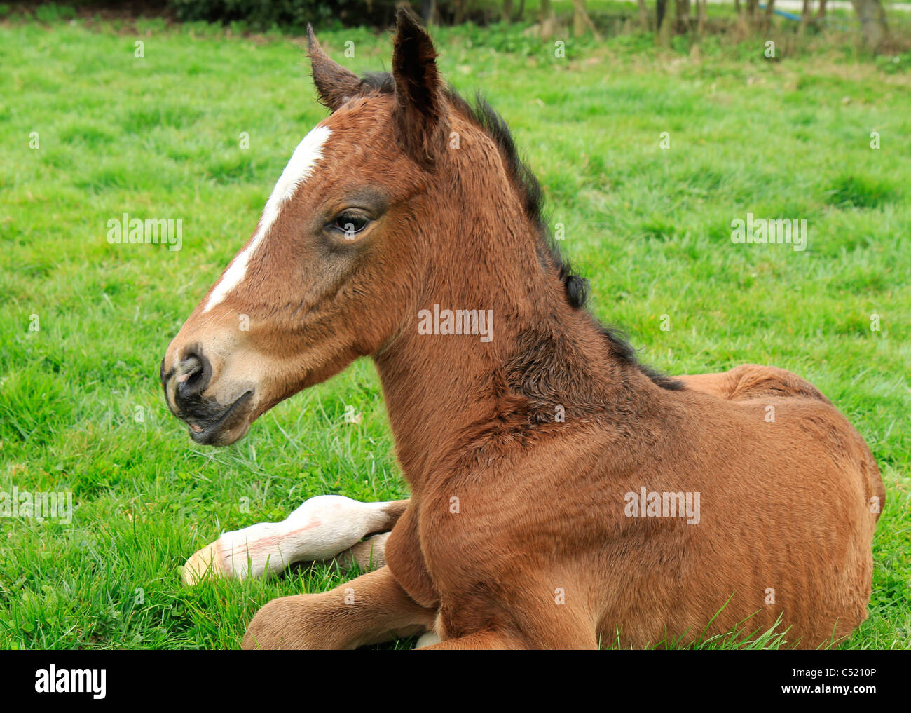 New Born Thoroughbred Foal Stock Photo - Alamy