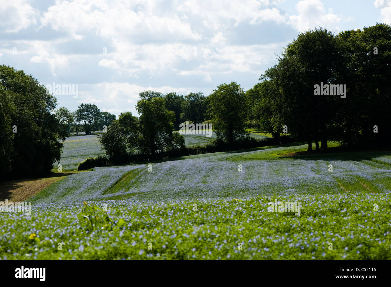 Linseed field in sunshine hi-res stock photography and images - Alamy