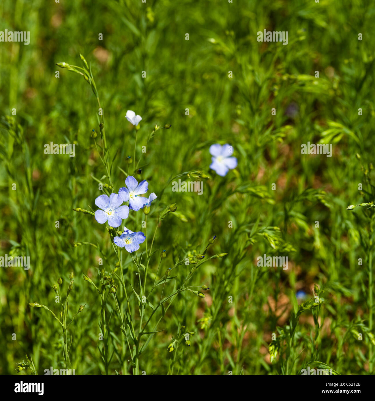 Flaxseed flower hi-res stock photography and images - Alamy