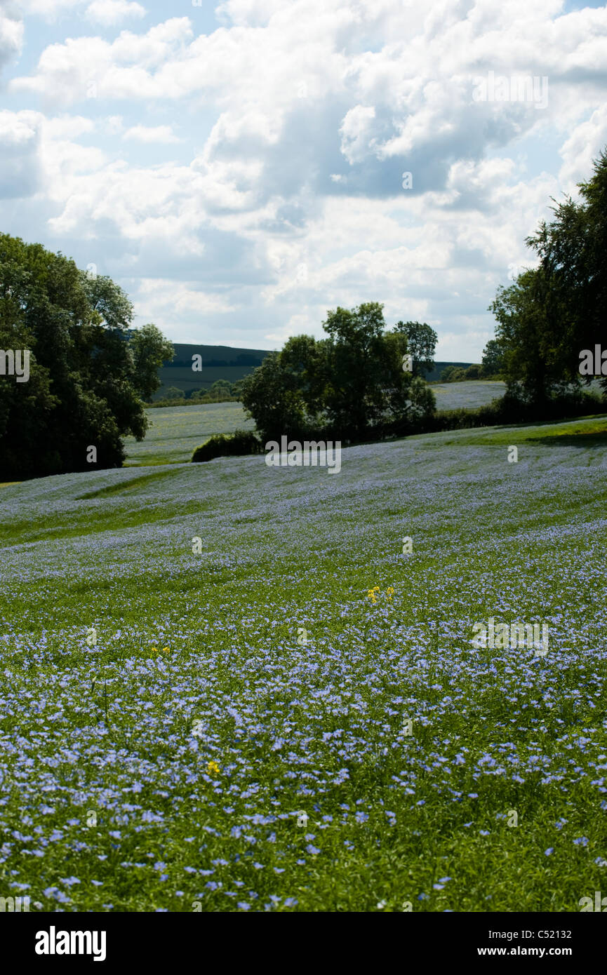 Linseed fields hi-res stock photography and images - Alamy