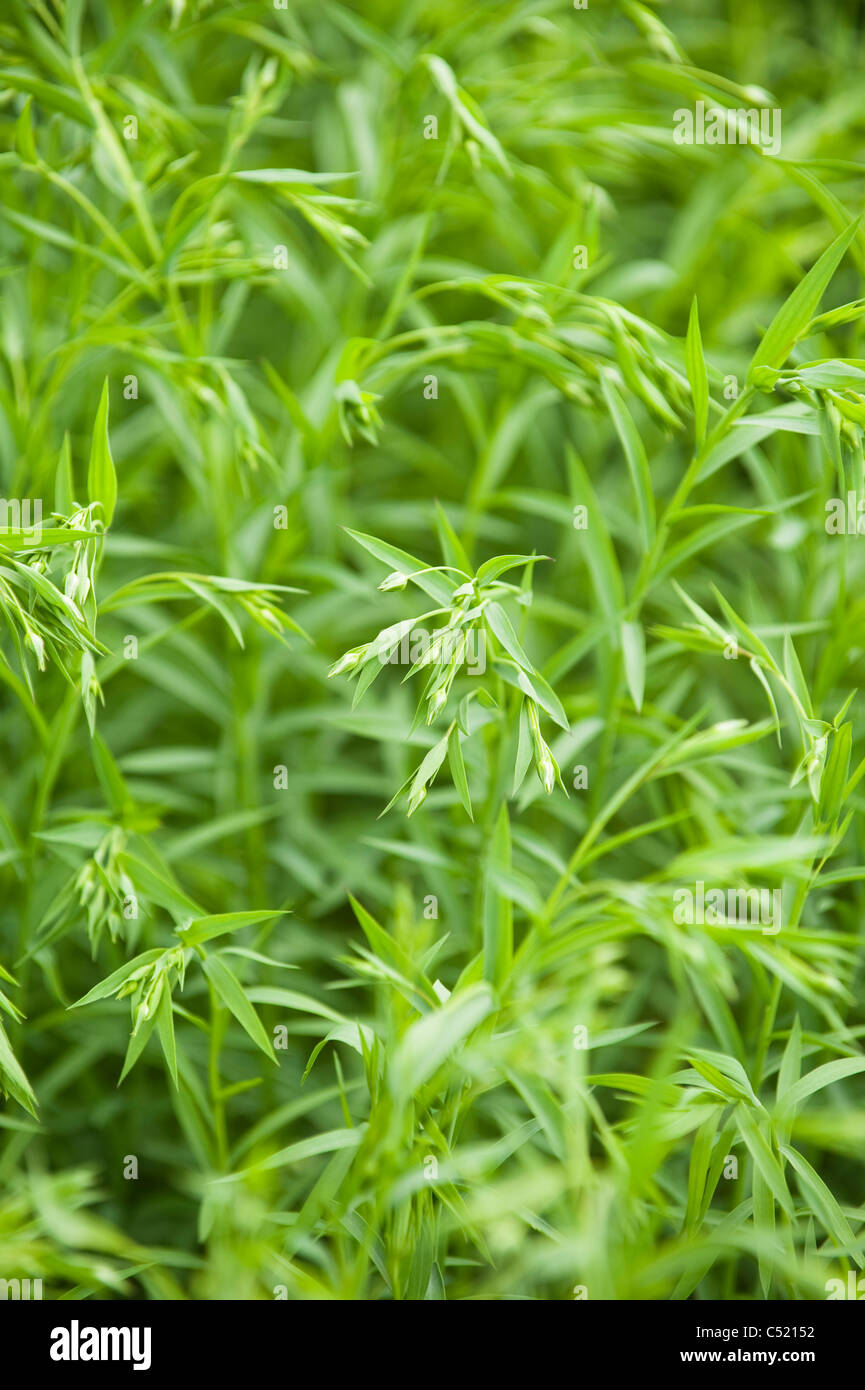 Flax farm england hi-res stock photography and images - Alamy