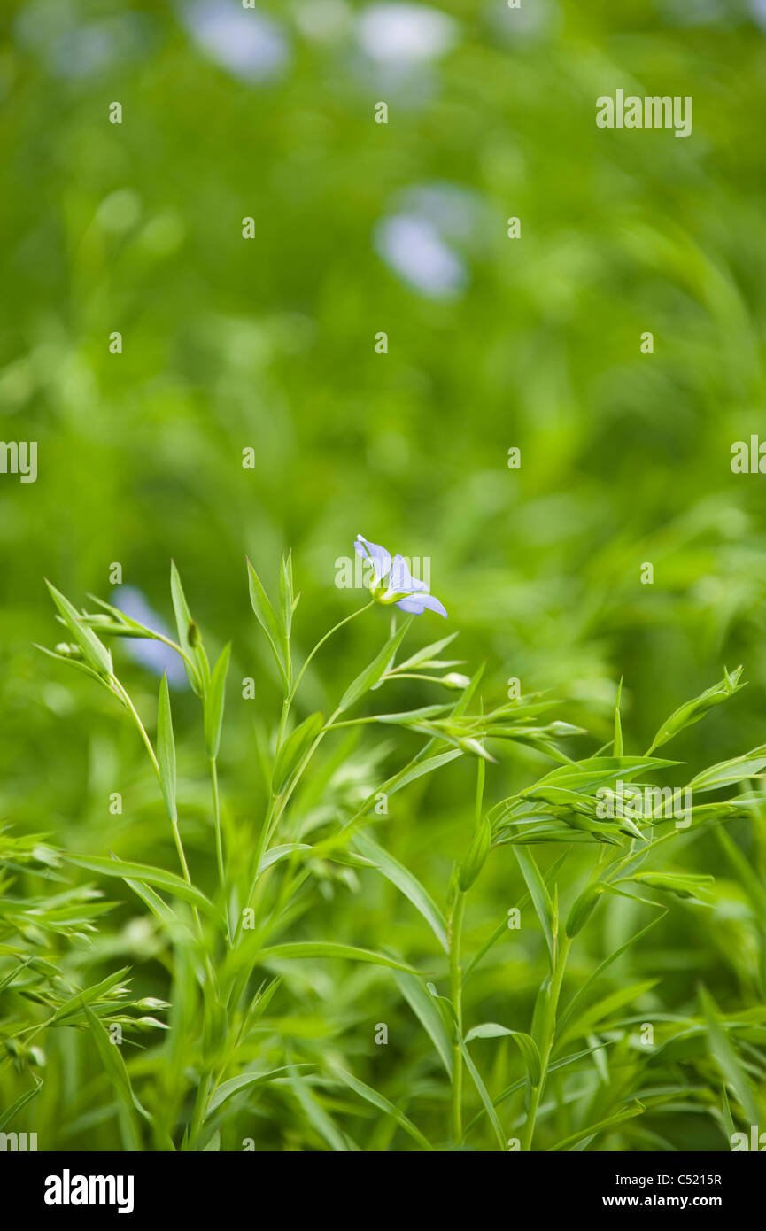 Common flax hi-res stock photography and images - Alamy