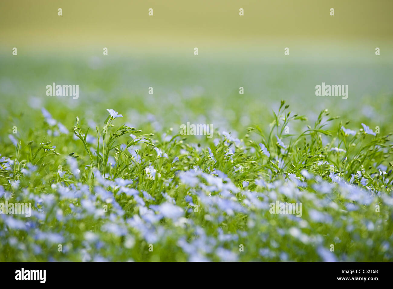 Field of Linseed or Common Flax, Linum usitatissimum in flower in The ...