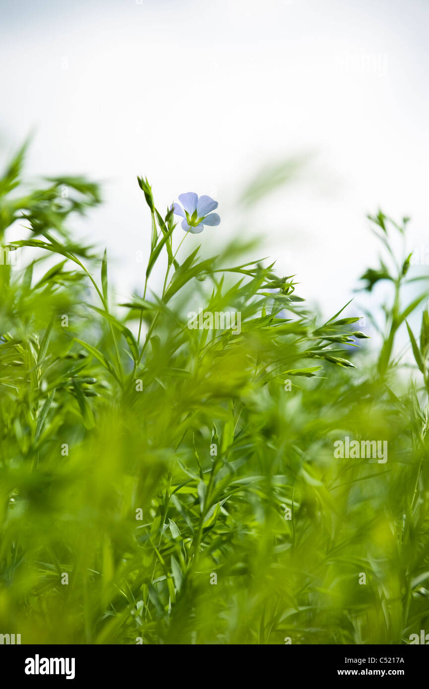 Linseed or Common Flax, Linum usitatissimum in flower in The Cotswolds ...