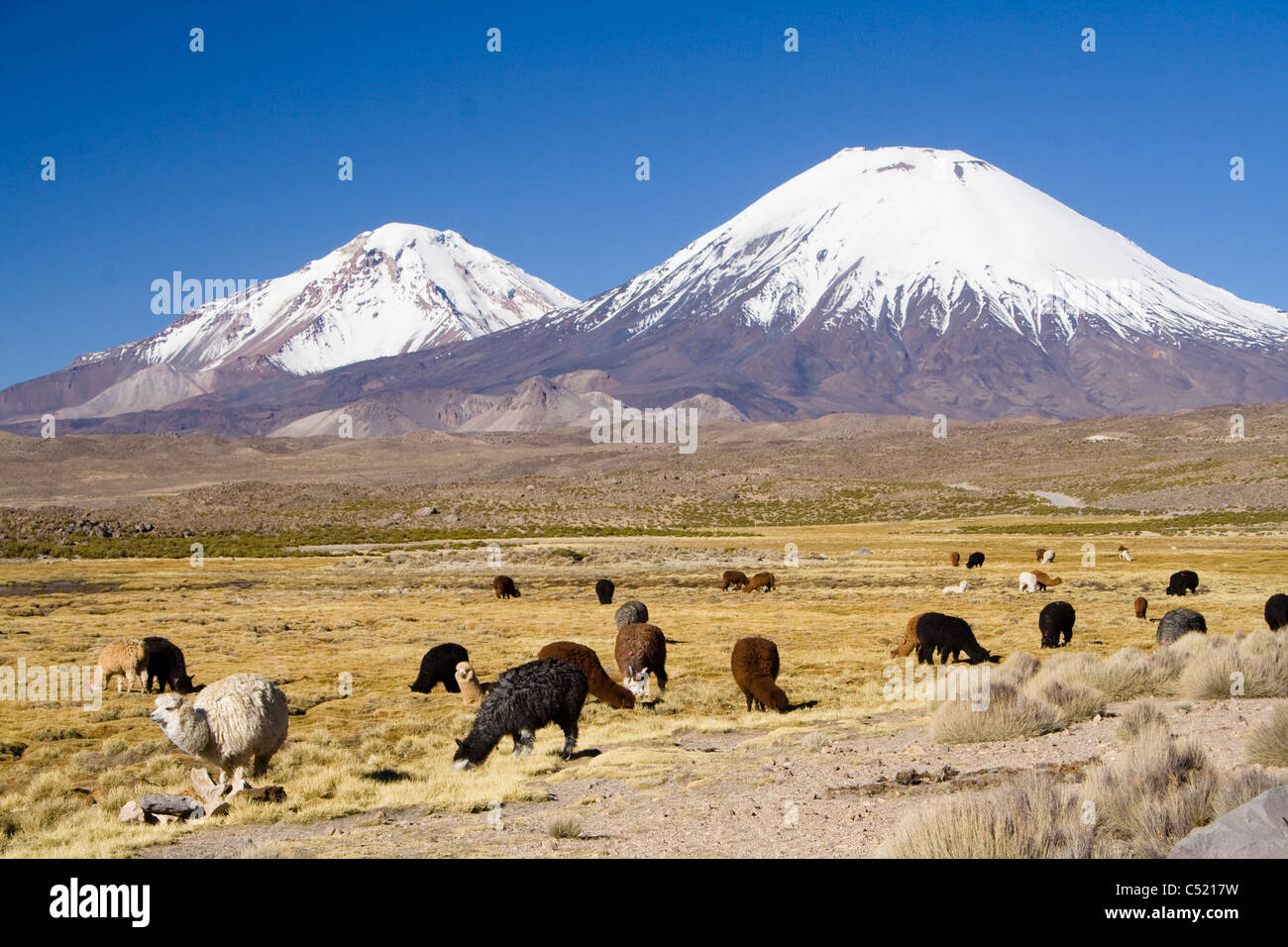 Parinacota and pomerape volcanos hi-res stock photography and images ...
