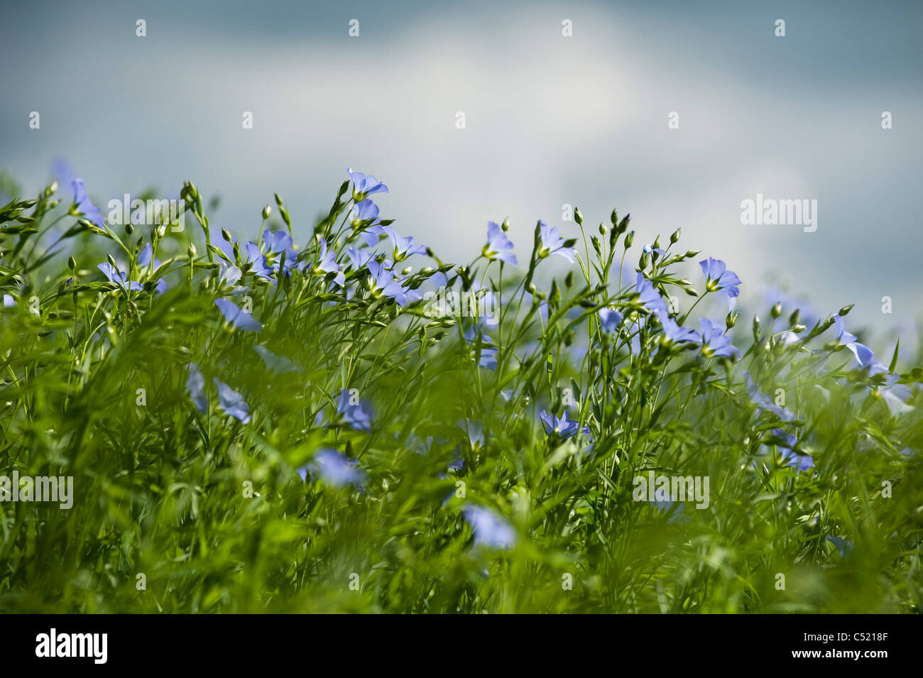 Linseed or Common Flax, Linum usitatissimum in flower in The Cotswolds ...
