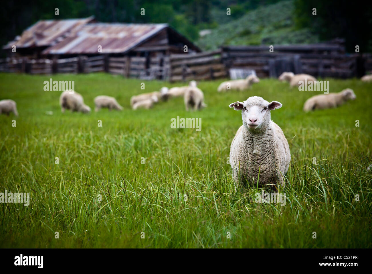 Sheep in a pasture Grand Mesa Colorado Stock Photo - Alamy