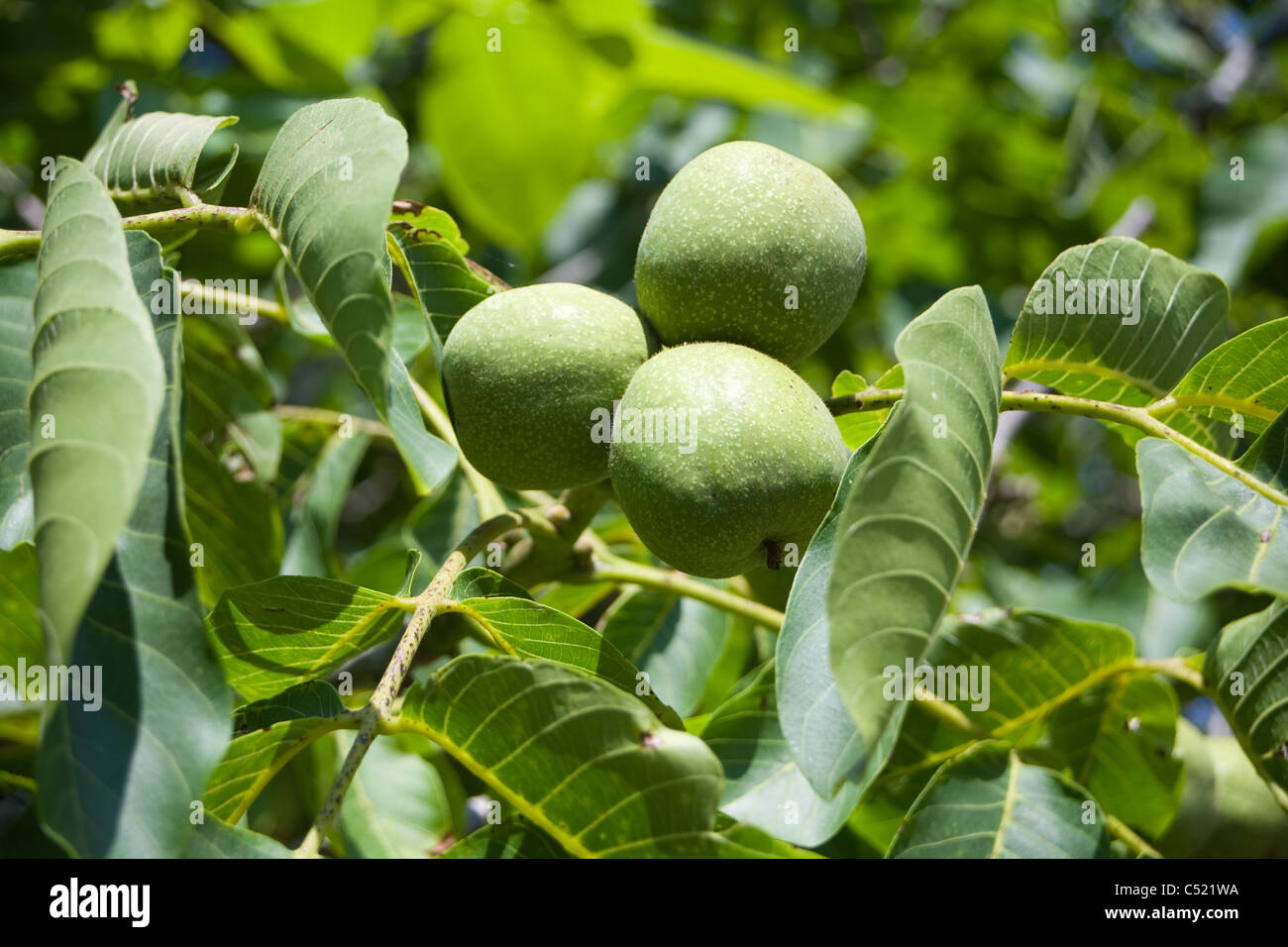 Common walnut juglans regia hi-res stock photography and images - Alamy