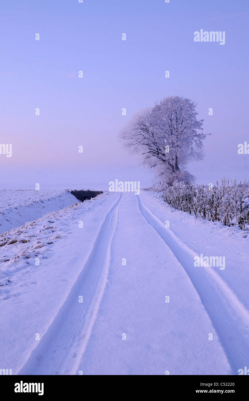 Snowy tree at dawn on the field Stock Photo - Alamy