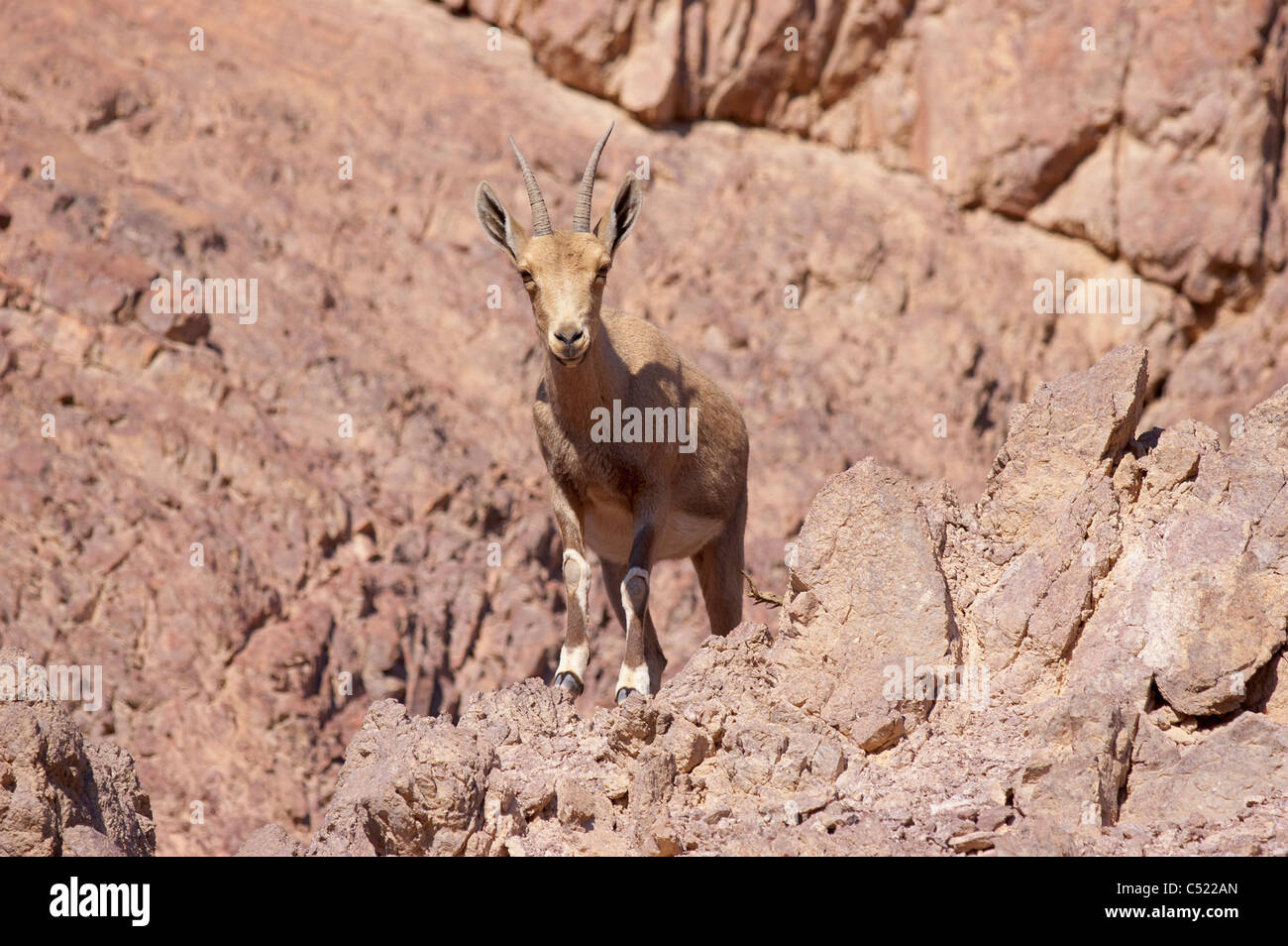 Nubian Ibex doe (Capra ibex nubiana); 'Masiv Eilat' nature reserve ...