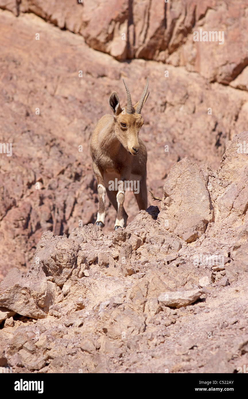 Nubian Ibex doe (Capra ibex nubiana); 'Masiv Eilat' nature reserve ...