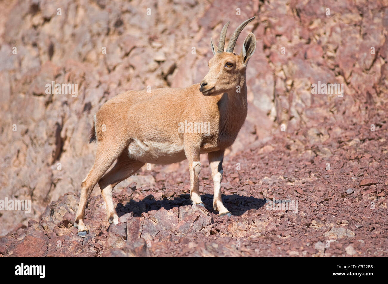 Nubian Ibex doe (Capra ibex nubiana); 'Masiv Eilat' nature reserve ...
