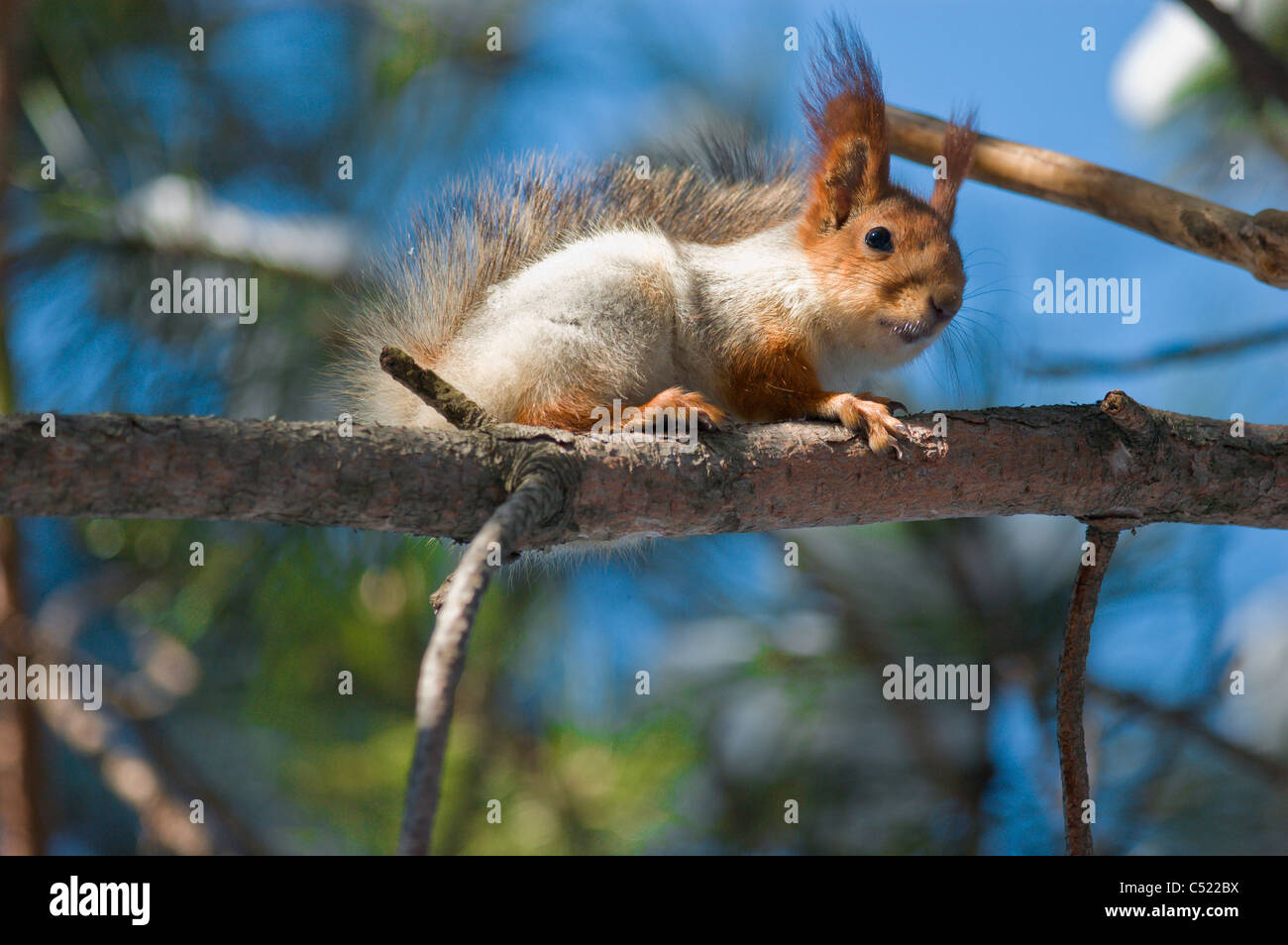 Ukrainian squirrel hi-res stock photography and images - Alamy