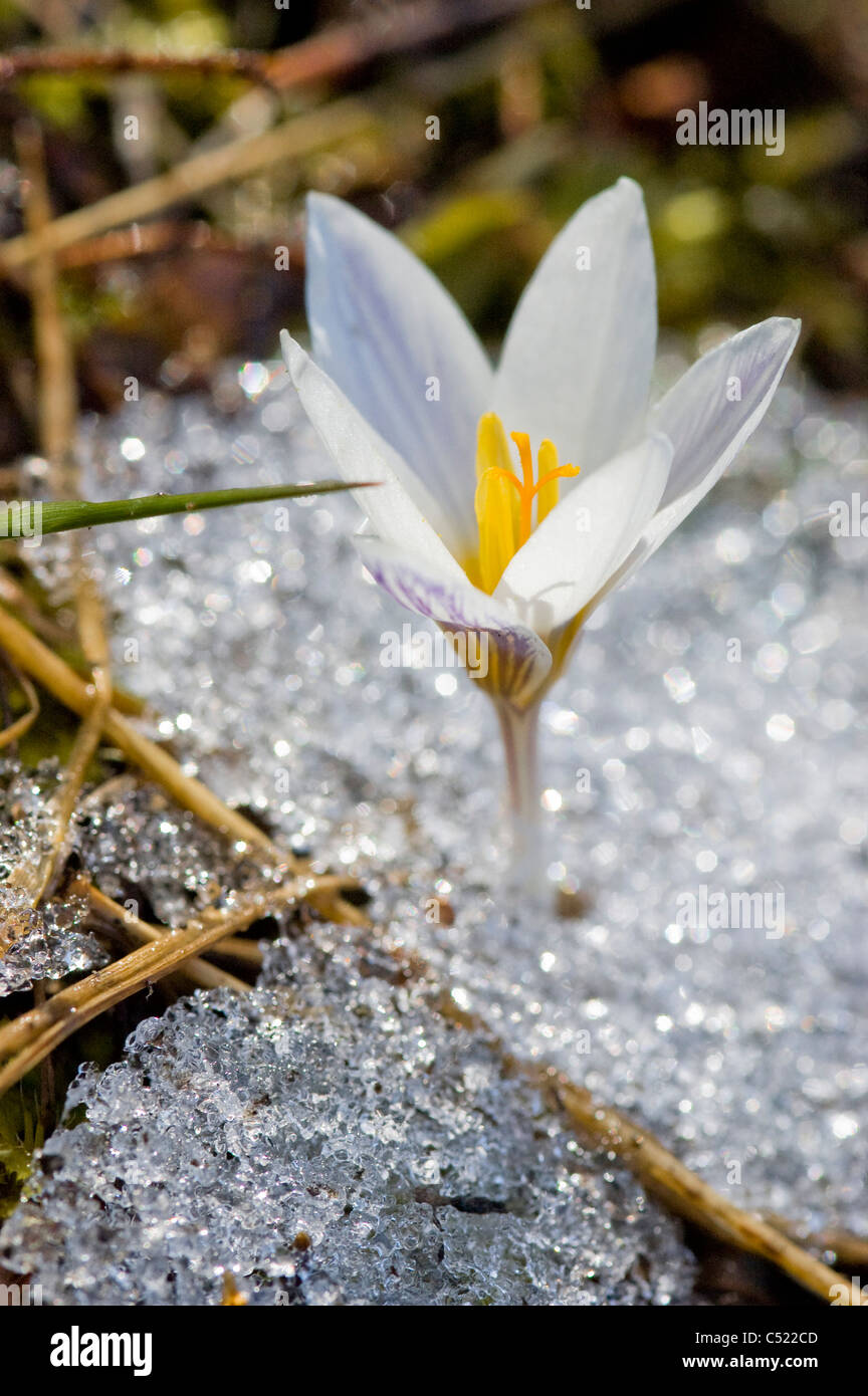 Wild Crocus growing through snow (Crocus vernus albiflorus Stock Photo ...