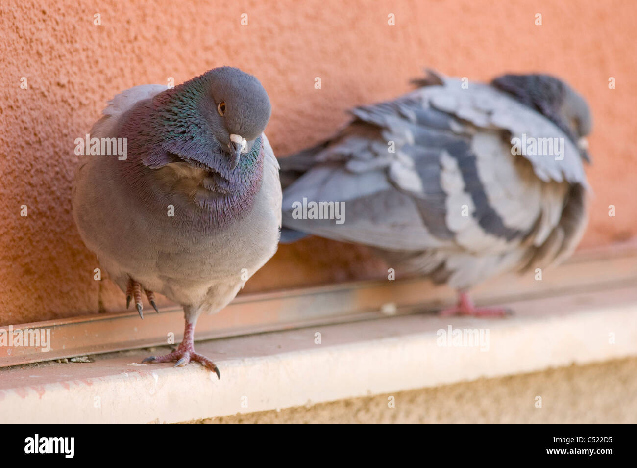 Roosting bar hi-res stock photography and images - Alamy