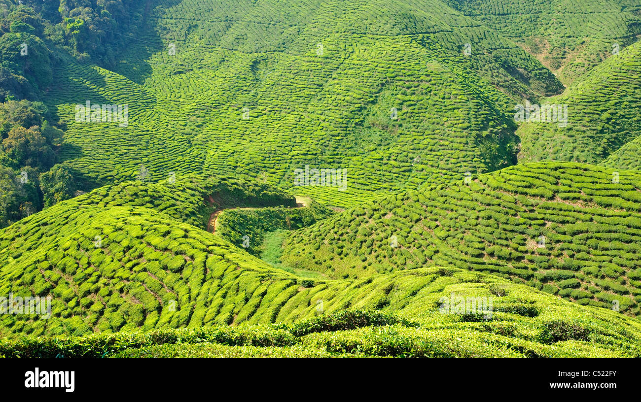 Tea plantation, Cameron Highlands, Malaysia, Southeast Asia, Asia Stock ...