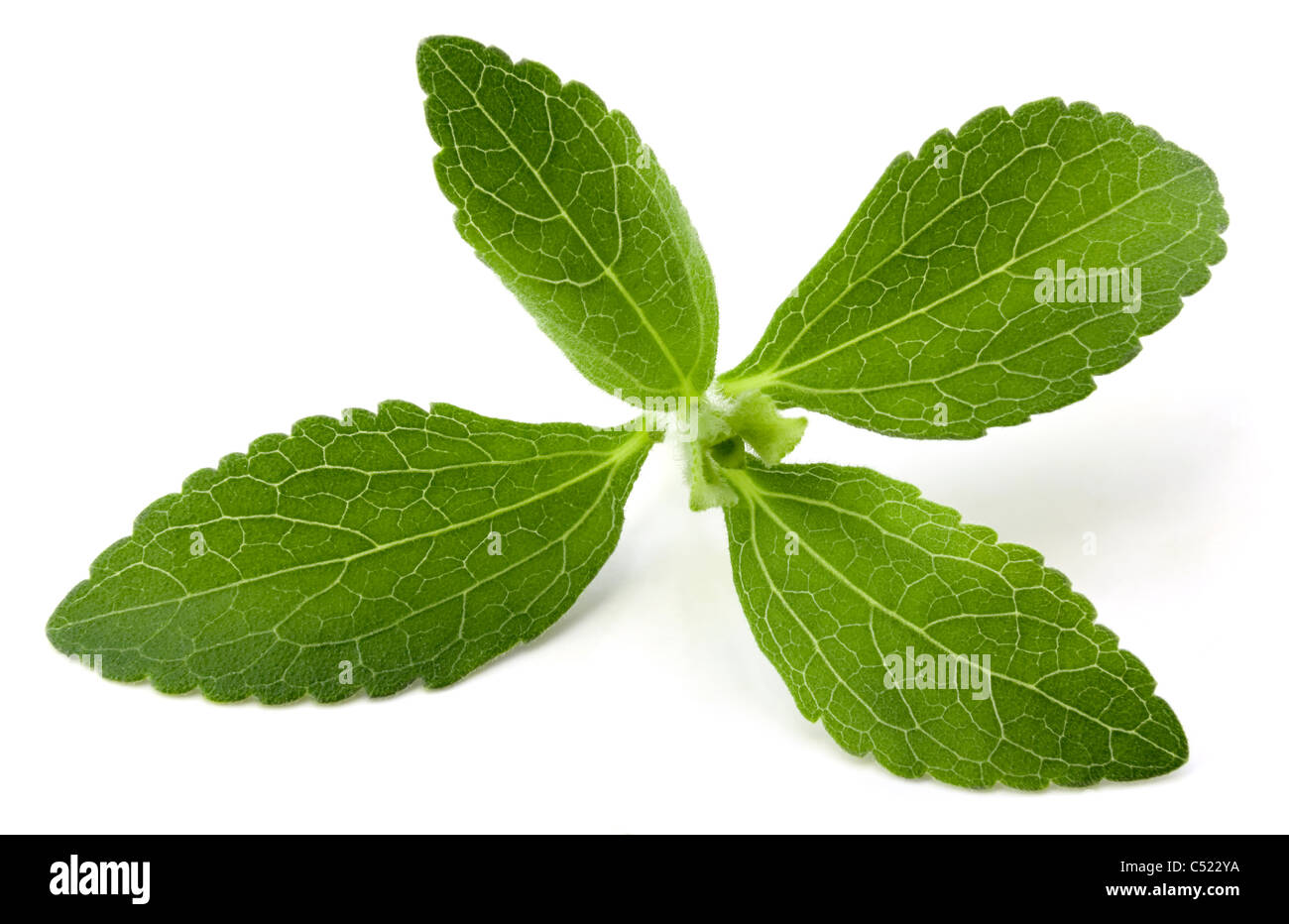 Stevia Leaf