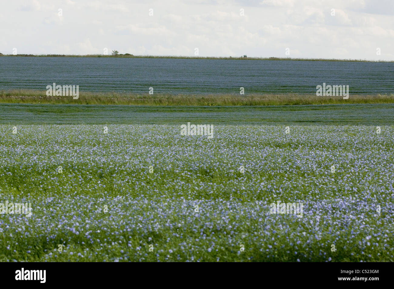 Flax Linseed Field Linum Usitatissimum Stock Photo - Alamy