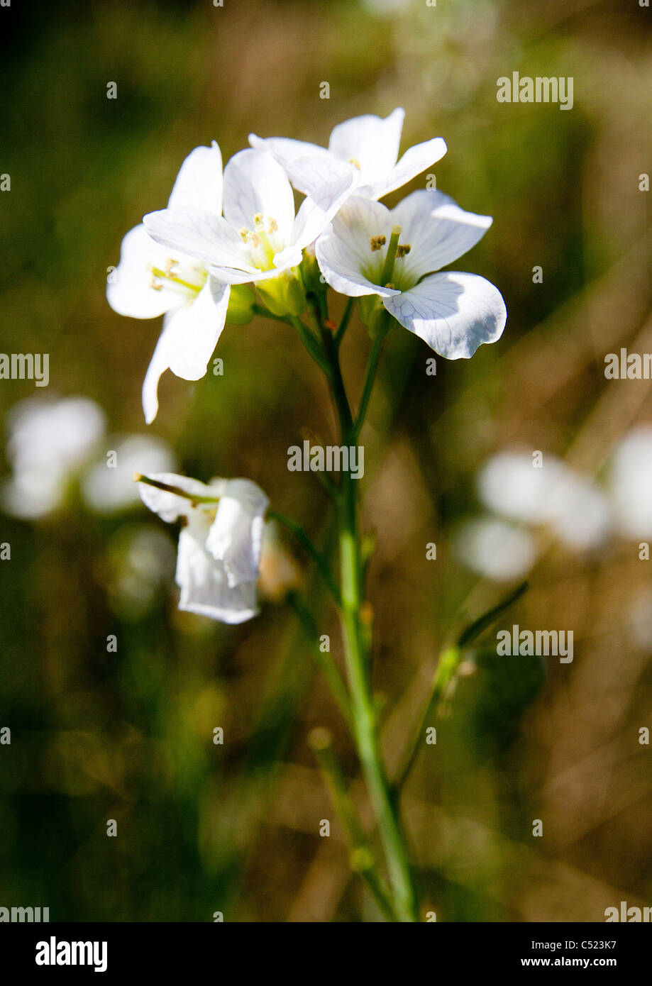 Ladies smock hi-res stock photography and images - Alamy
