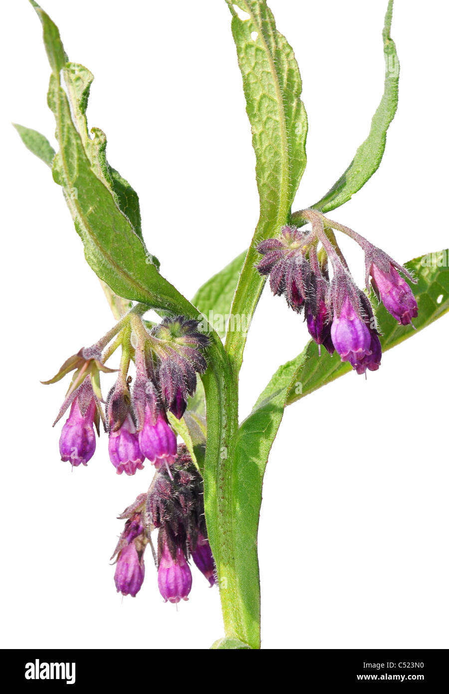 Comfrey leaves cut out hi-res stock photography and images - Alamy