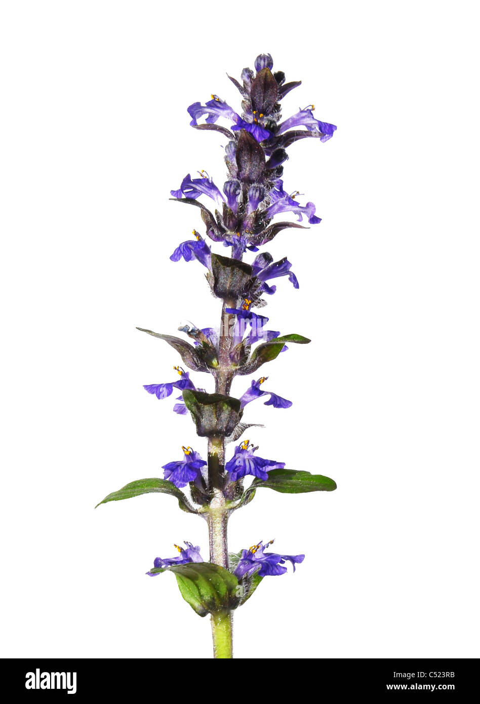 Blue bugle (Ajuga reptans Stock Photo - Alamy