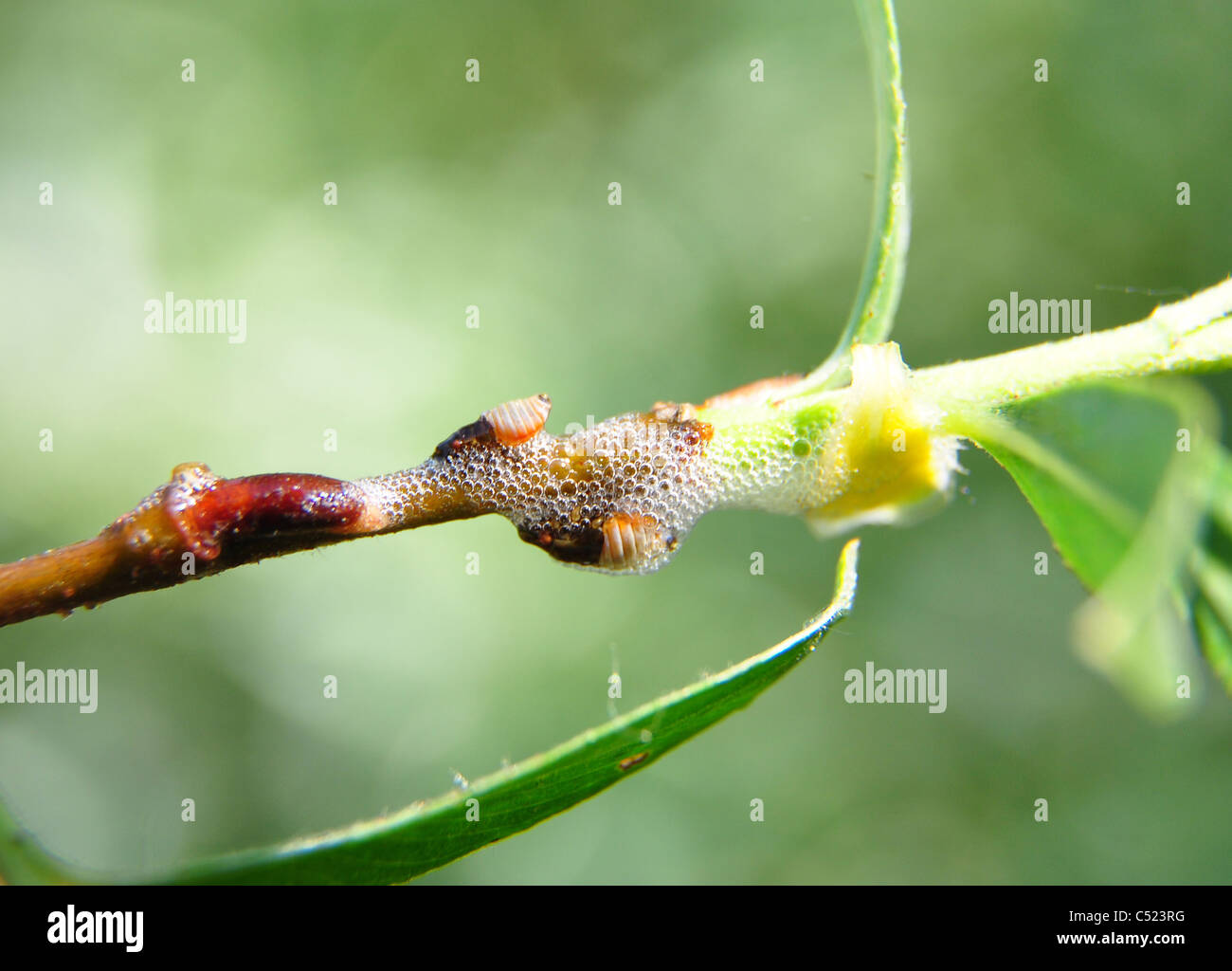 Spittlebug nymphs hi-res stock photography and images - Alamy