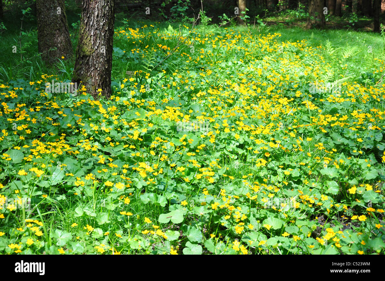 Marsh marigold (Caltha palustris Stock Photo - Alamy