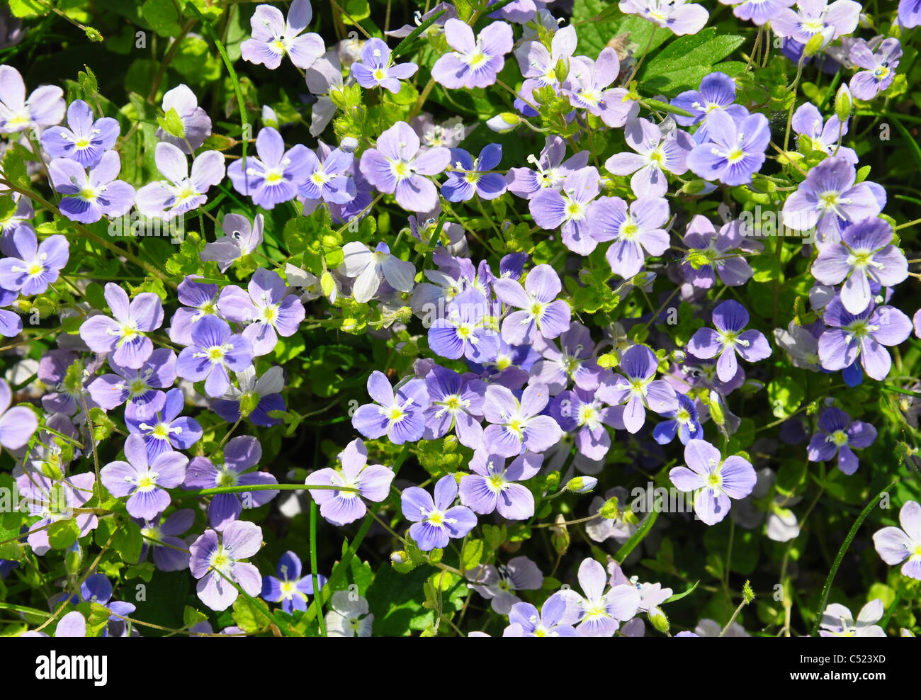 Slender speedwell (Veronica filiformis Stock Photo - Alamy