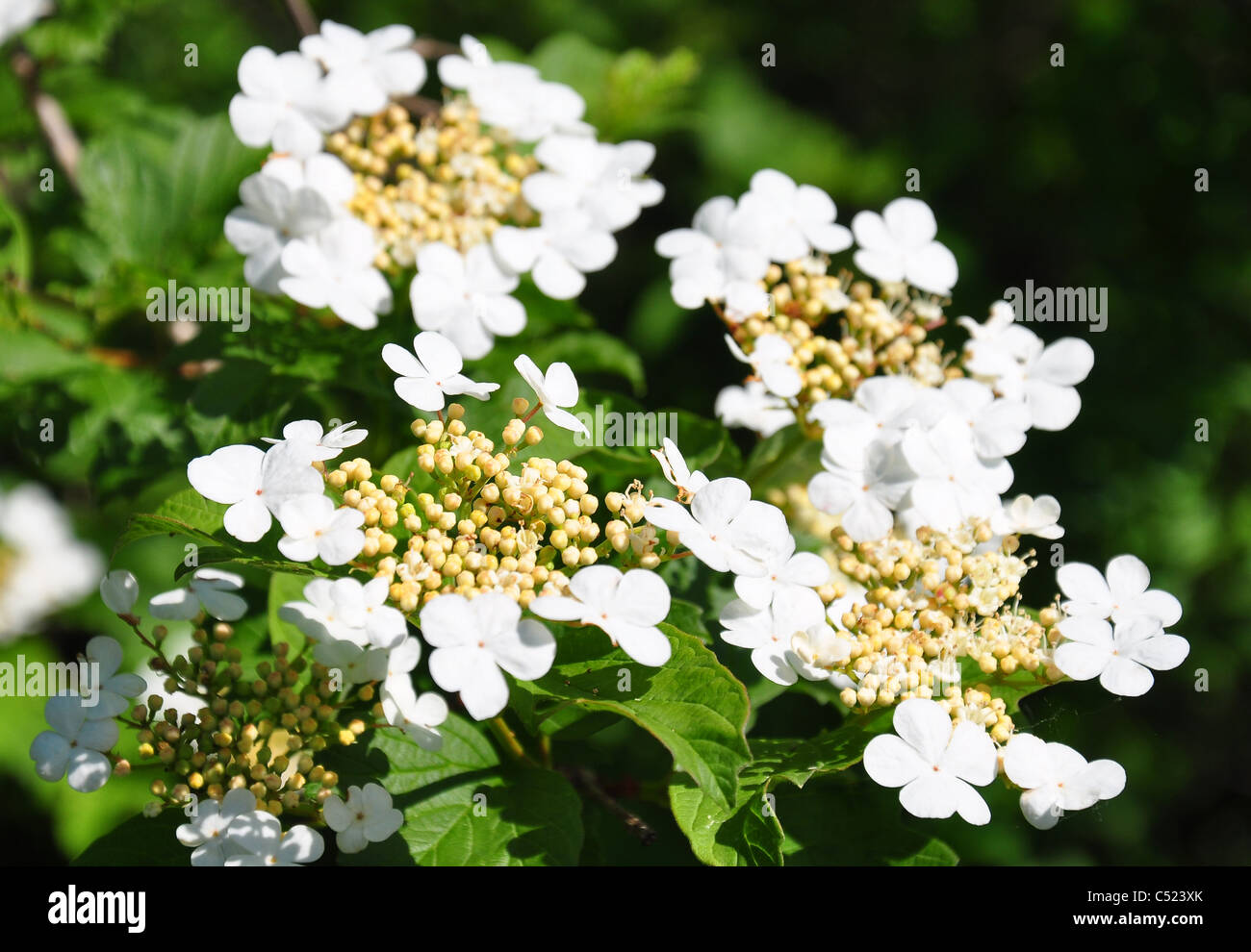 Guelder rose (Viburnum opulus Stock Photo - Alamy