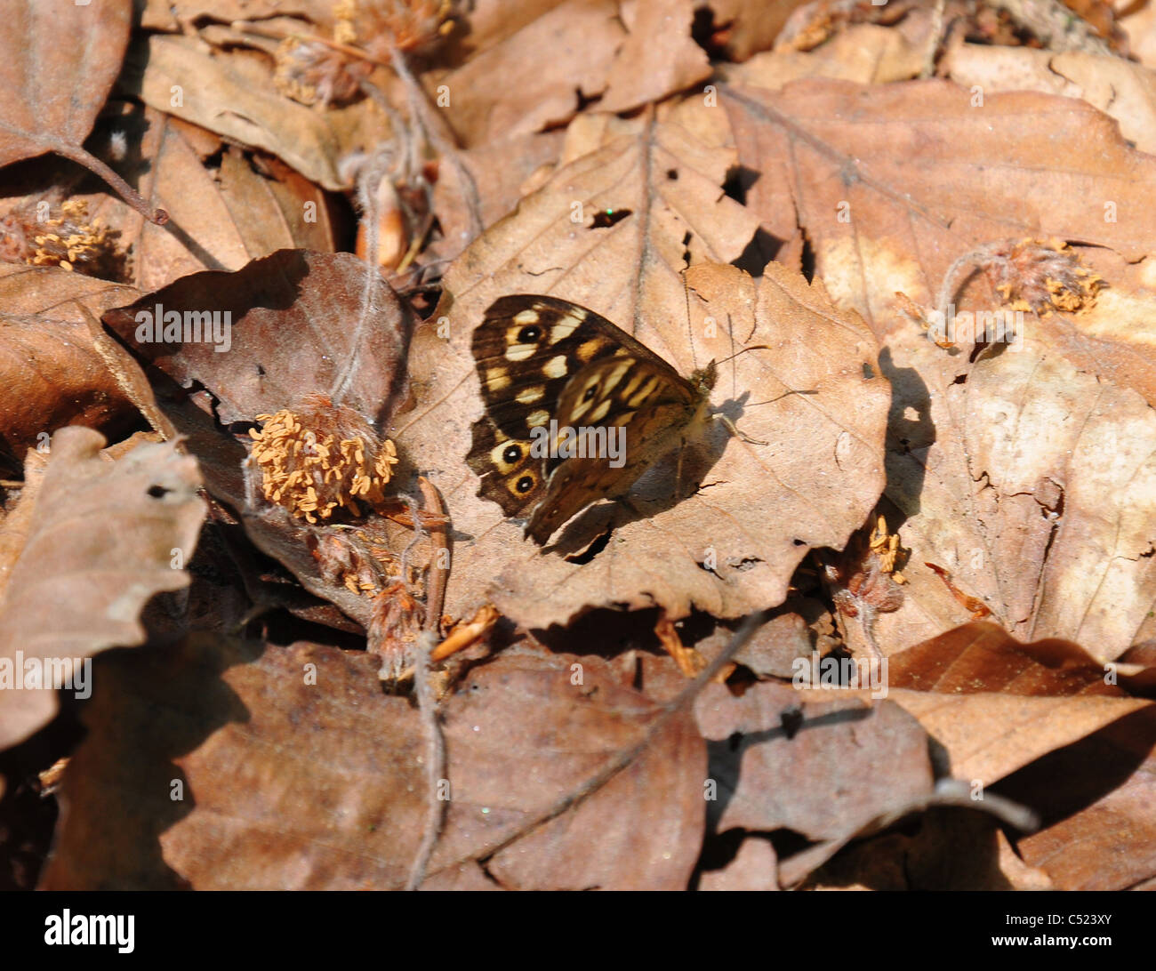Speckled wood (Pararge aegeria Stock Photo - Alamy